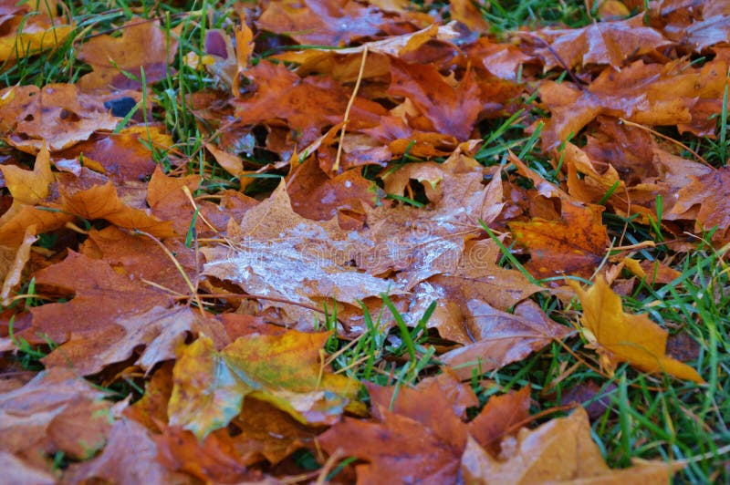 Autumn Leaves and the First Freeze Stock Photo - Image of fall, nature ...