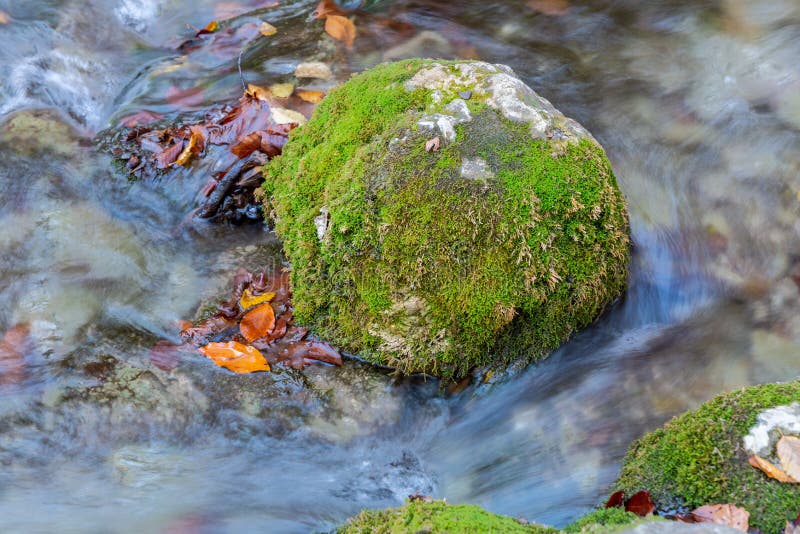 Autumn Leaves Float Along a Mountain Stream Around a Moss-covered Stone ...