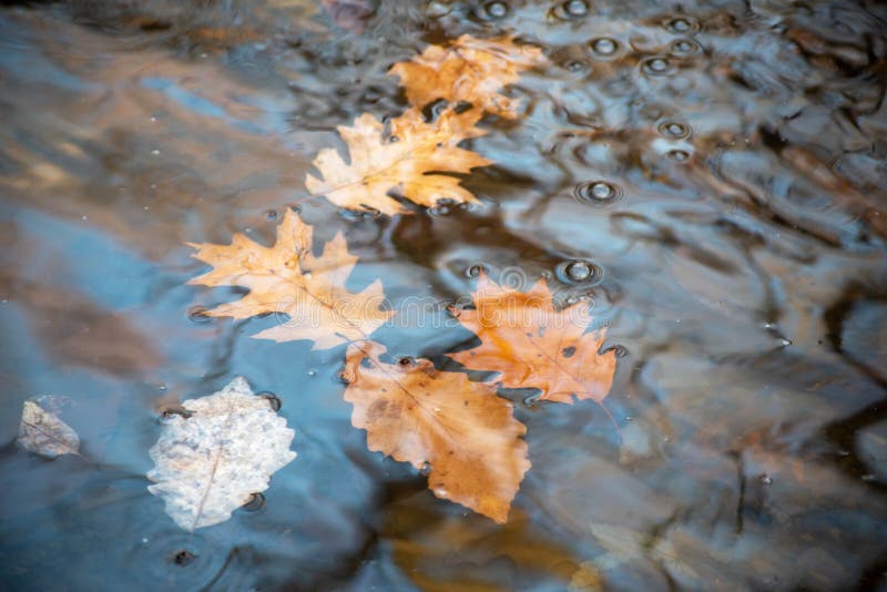 Autumn Leaves Float in a Woodland Stream Stock Photo - Image of ...