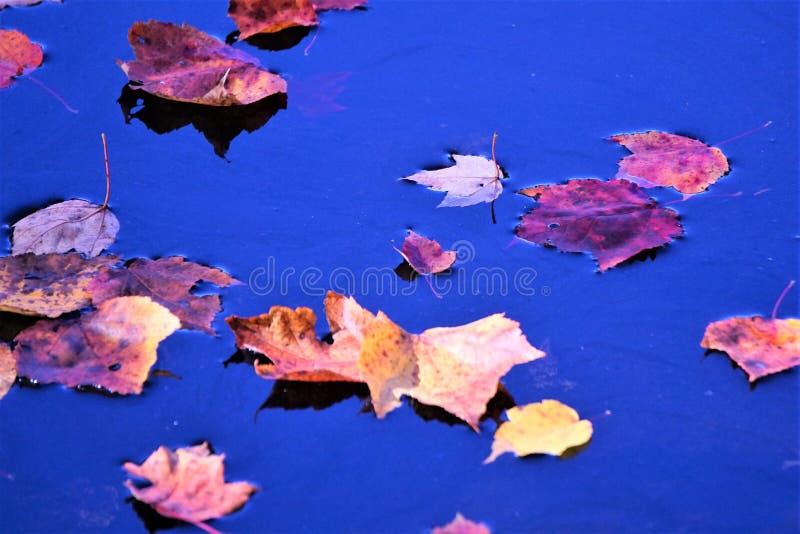 Autumn Leaves Floating on Midnight Blue Water Stock Photo - Image of ...