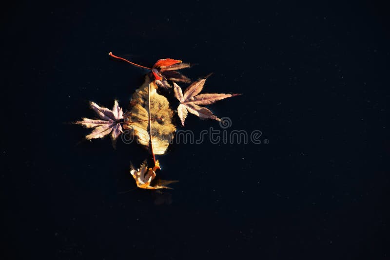Autumn Leaves Floating in the Pond Stock Image - Image of peeping ... Autumn Leaves Floating in the Pond Stock Image - Image of peeping ...