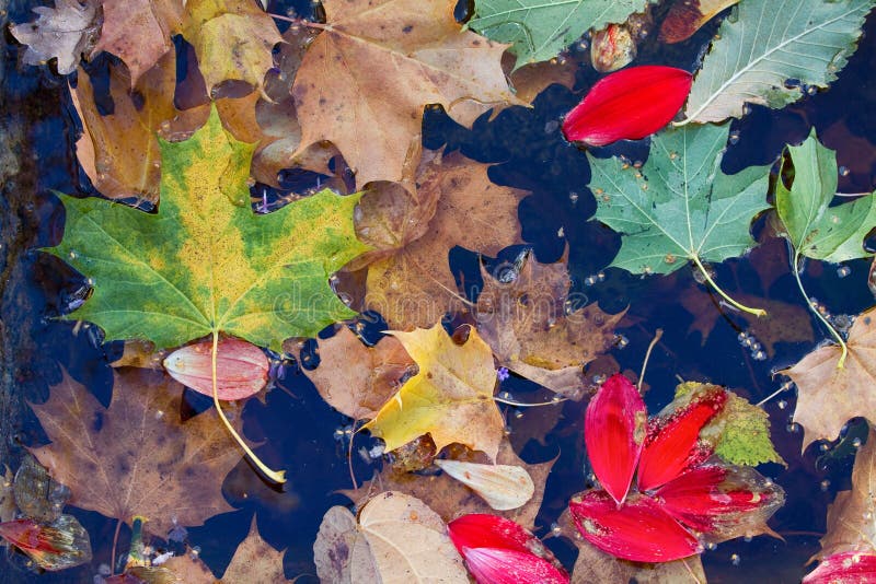 Autumn Leaves Floating in Pond. Stock Photo - Image of fall, green ...