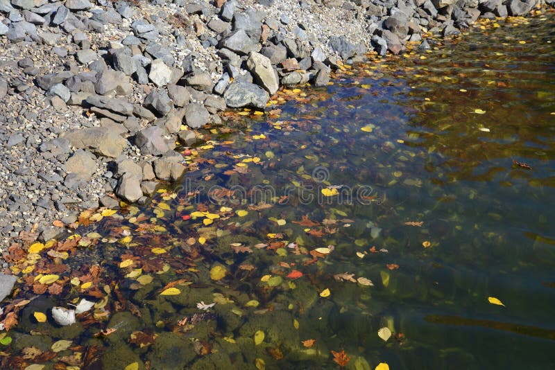 Autumn Leaves Floating in Water Stock Photo - Image of rocks, stones ...