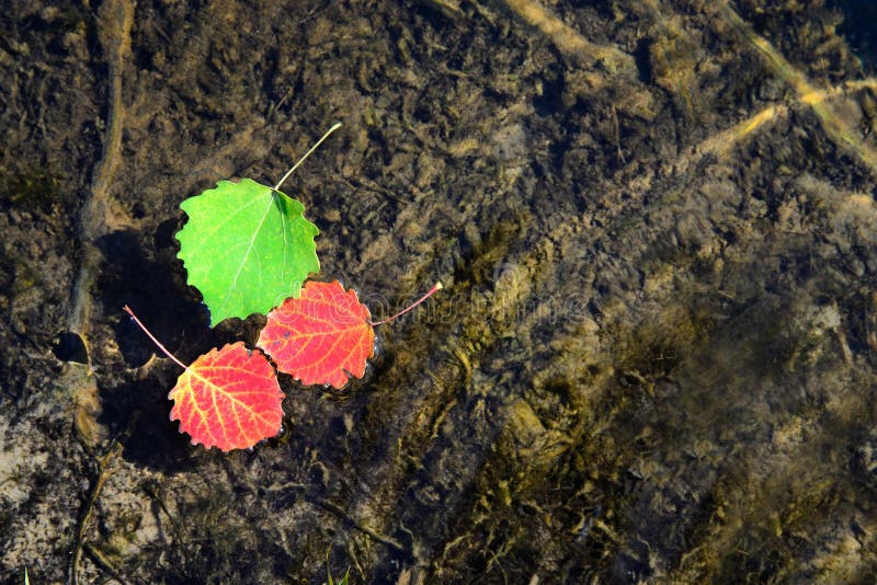 Autumn Leaves Floating on Water Stock Image - Image of nature, fall ...