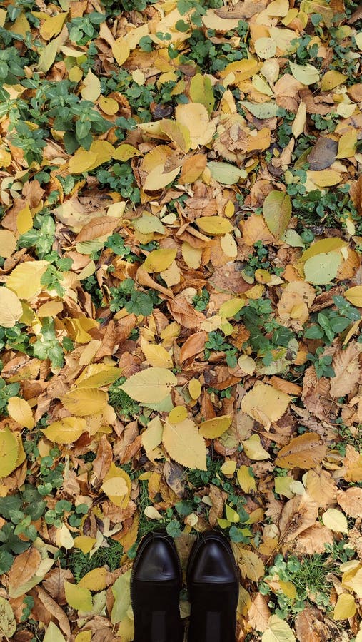 Autumn leaves on the floor stock photo. Image of shrub - 260585820
