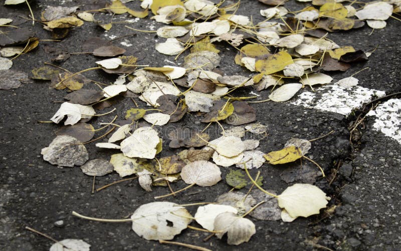 Autumn leaves floor stock image. Image of foliage, autumn - 137600411