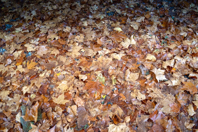 Autumn leaves floor stock photo. Image of decoration - 183536590