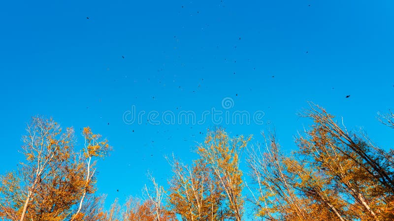 Autumn Leaves Flying in Wind Stock Image - Image of colors, season ...