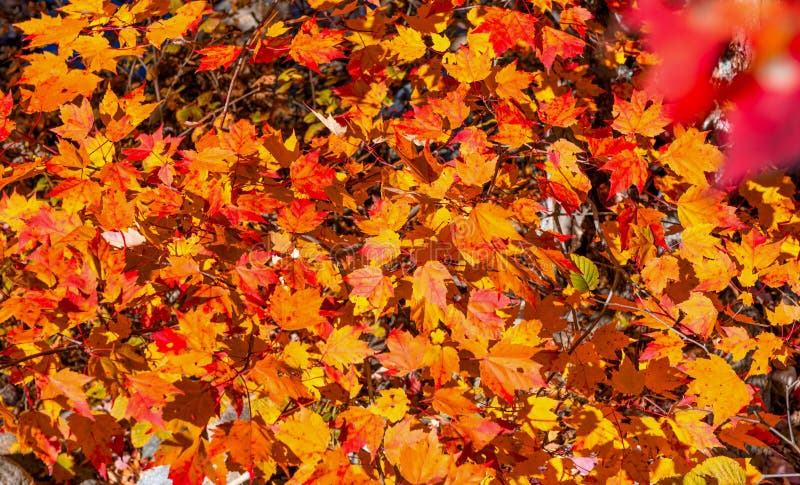 Autumn Leaves in Foliage Season, Fall Colors Stock Photo - Image of ...