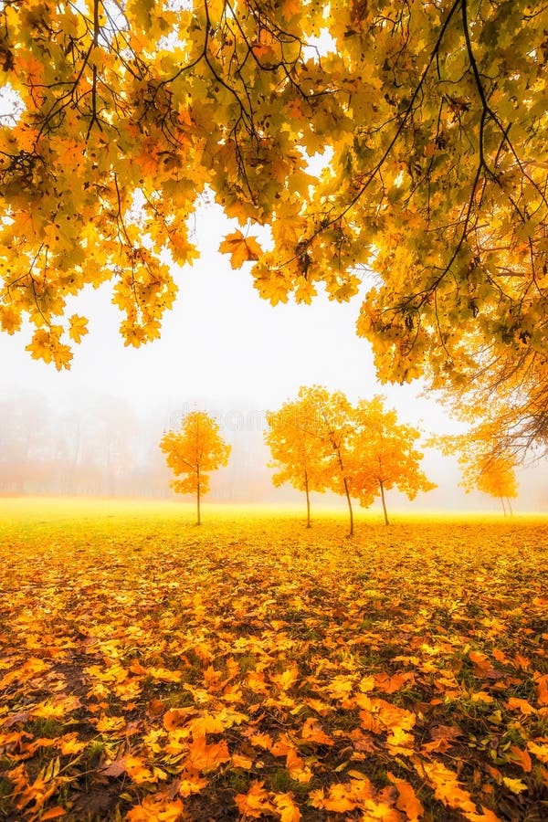 Autumn Leaves in the Foreground. in the Background are Young Yellow ...