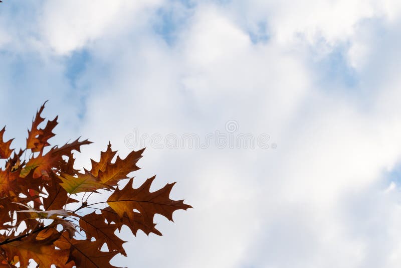 Autumn Leaves in the Foreground with Nice Background Clouds Stock Photo ...