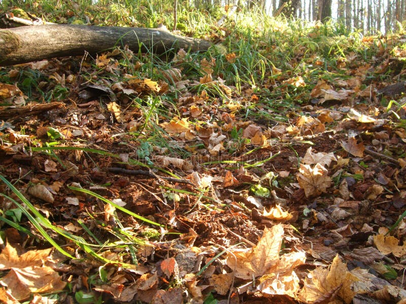 Autumn Leaves in the Forest. Stock Photo - Image of aerial, colorful ...