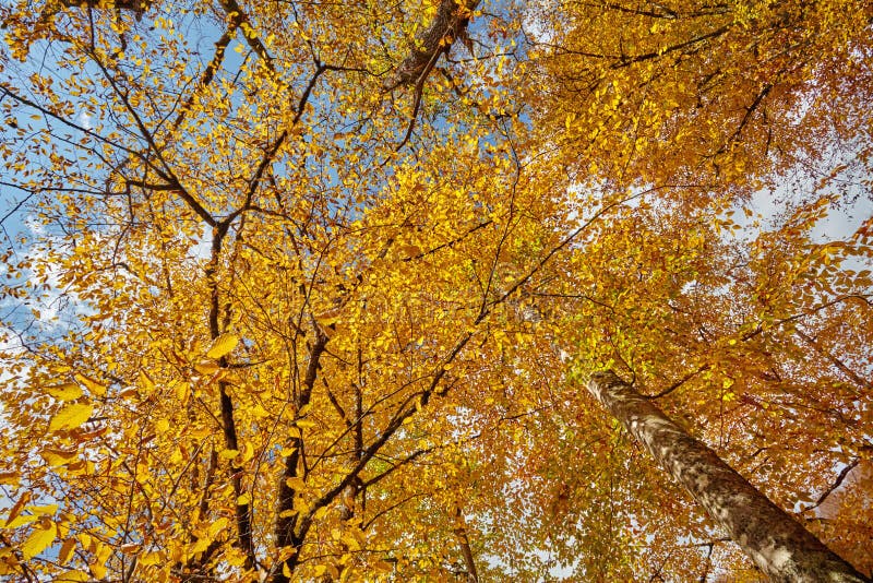 Autumn Leaves in the Forest Stock Photo - Image of autumn, aircraft ...