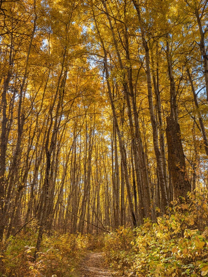 Autumn Leaves and Forest Colours Stock Photo - Image of fall, portrait ...