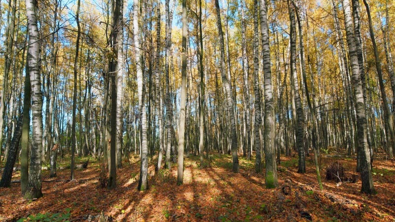 Autumn Leaves. Forest Dry Falling Leaves. Sun Rays through Tree Trunks ...
