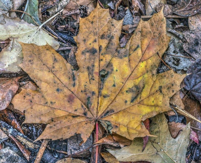 Autumn leaves in forest stock photo. Image of colorful - 165967196