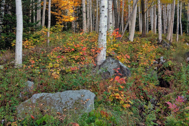 Autumn birch forest stock image. Image of autumn, fall - 9767229