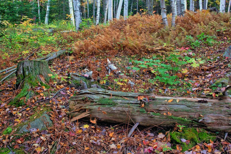 Autumn leaves in forest stock image. Image of leaves - 193768881