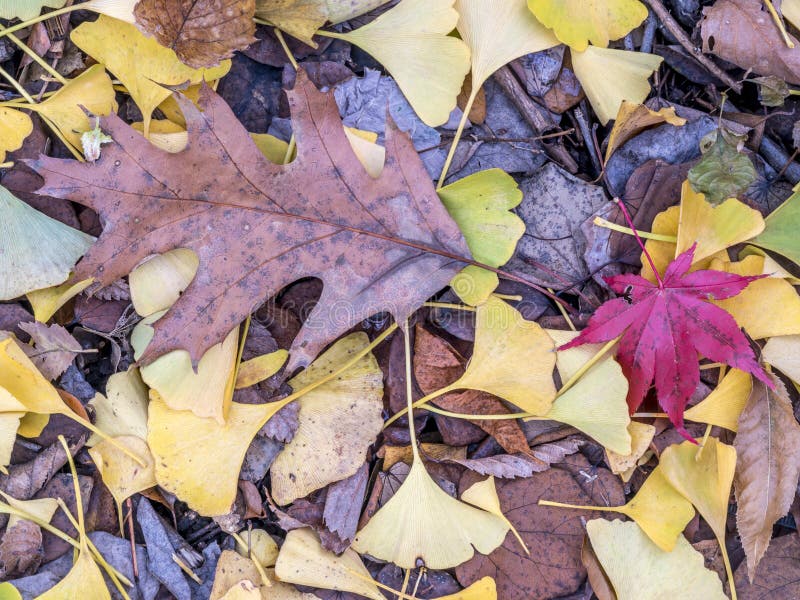 Autumn Leaves on Forest Floor Stock Photo - Image of floor, trees ...