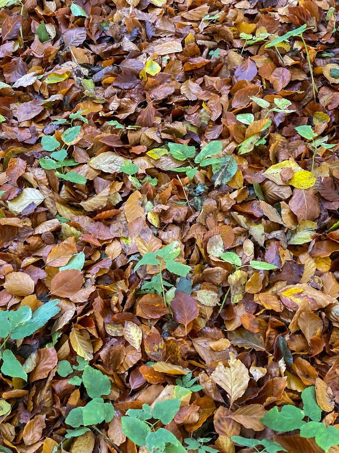 Autumn Leaves - Forest Floor Stock Image - Image of woodland, autumn ...