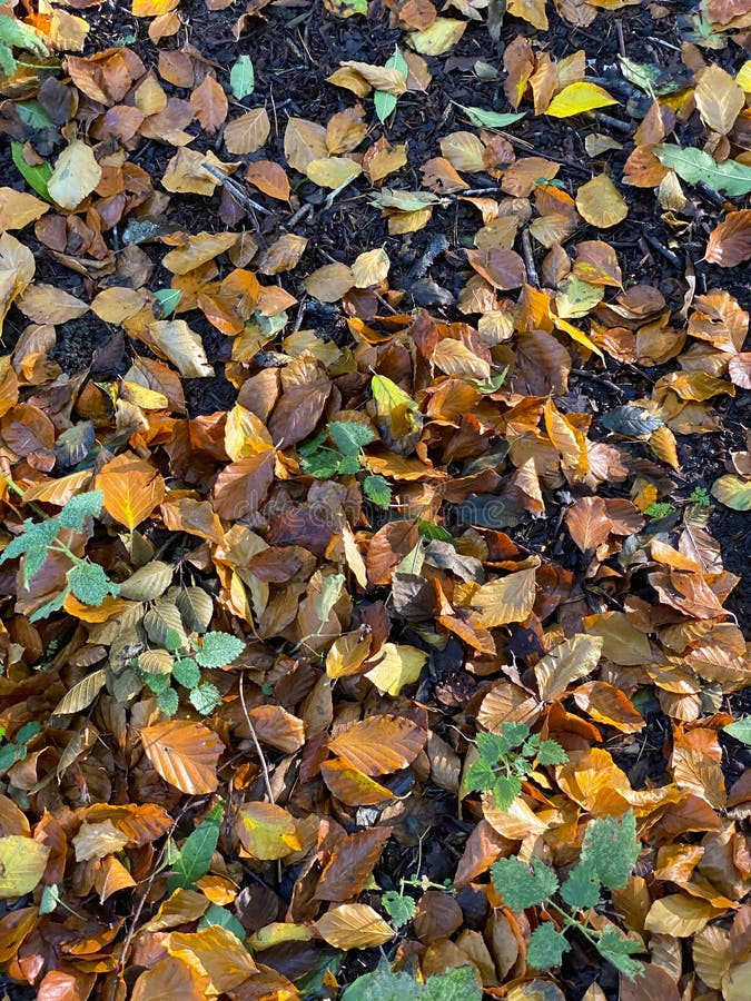 Autumn Leaves - Forest Floor Stock Photo - Image of woodland, floor ...