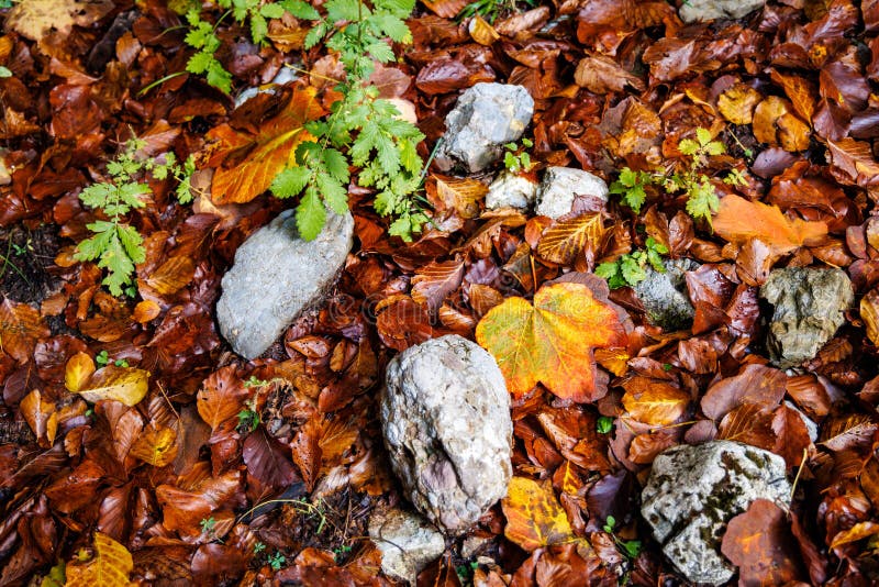 Autumn Leaves on a Forest Floor in Albania Stock Image - Image of leaf ...