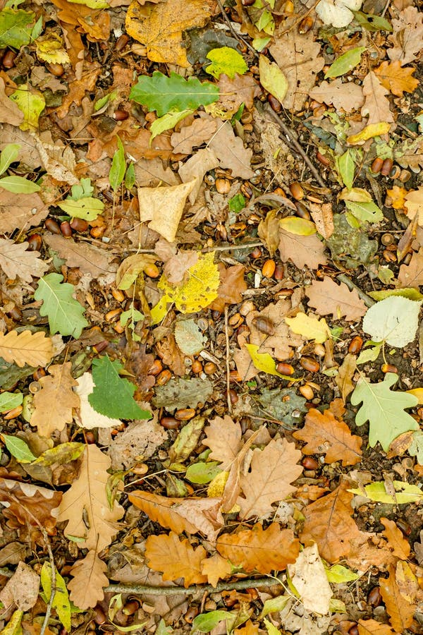 Autumn Leaves on Forest Floor Stock Photo - Image of closeup, natural ...
