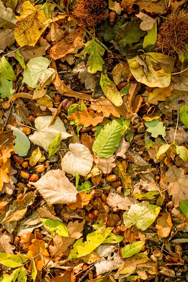 Autumn Leaves on Forest Floor Stock Photo - Image of forest, abstract ...