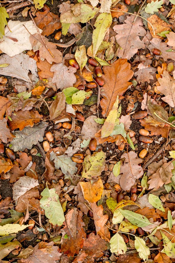 Autumn Leaves on Forest Floor Stock Photo - Image of october, bright ...
