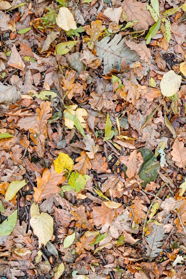 Autumn Leaves on Forest Floor Stock Image - Image of october, autumn ...