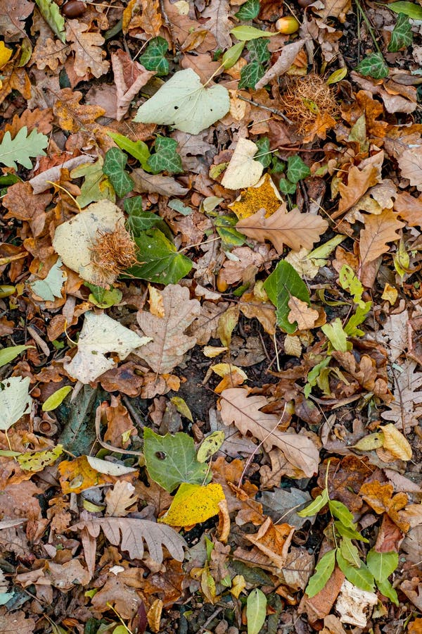 Autumn Leaves on Forest Floor Stock Photo - Image of botanical, ground ...