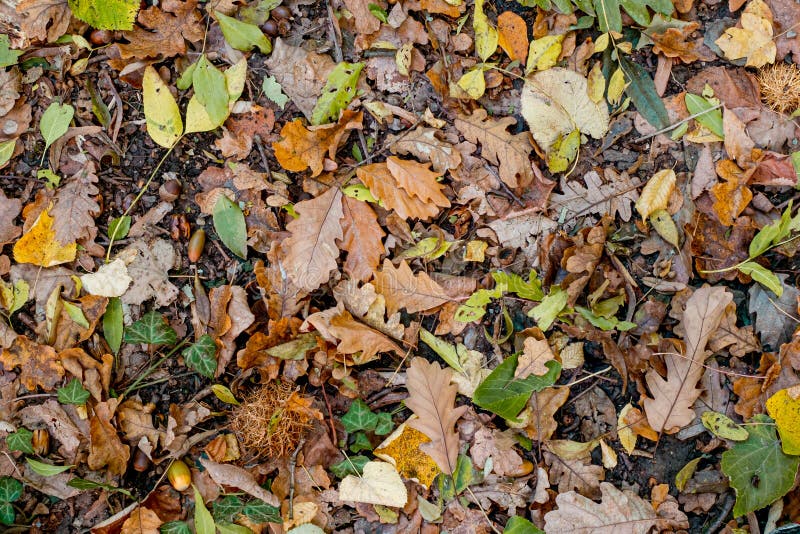 Autumn Leaves on Forest Floor Stock Photo - Image of ground, maple ...