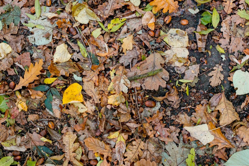 Autumn Leaves on Forest Floor Stock Image - Image of lots, flora: 242788927
