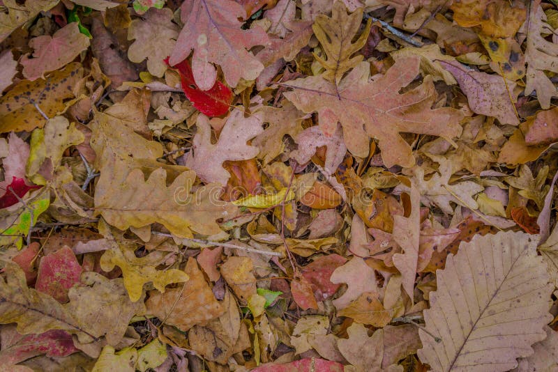 Autumn Leaves on the Forest Floor Stock Image - Image of falling ...