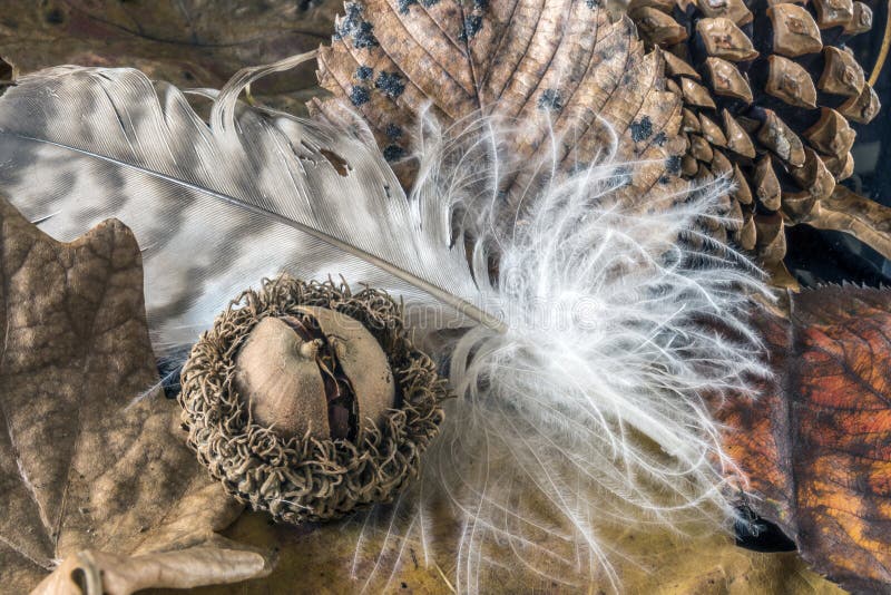Autumn Leaves Forest Floor Feather Stock Photo - Image of animal ...
