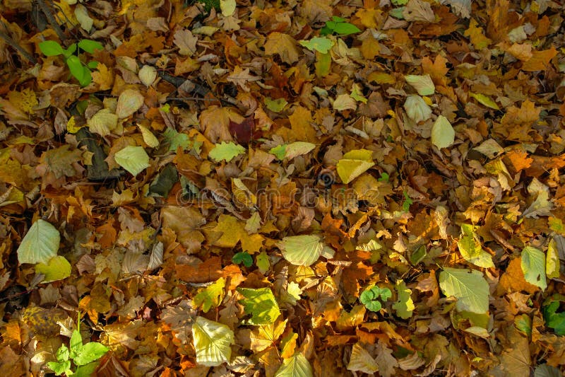 Autumn Leaves on the Forest Floor in Sunlight. Stock Photo - Image of ...