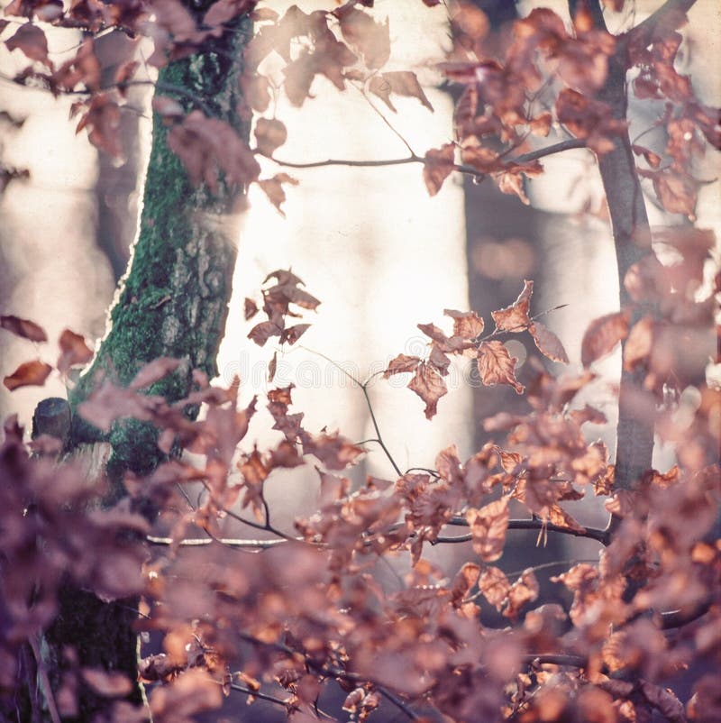 Autumn Leaves in the Forest Stock Image - Image of environment, details ...