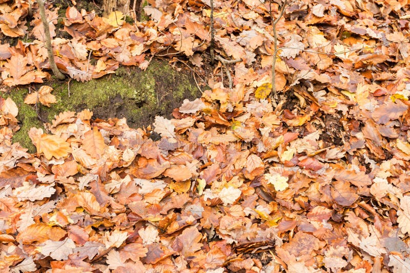 Autumn Leaves in the Forest with Moss Stock Image - Image of golden ...