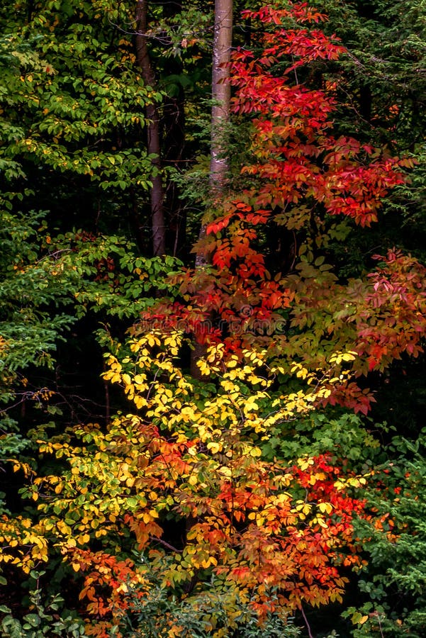 Autumn leaves in forest stock image. Image of plant, colored - 76841691