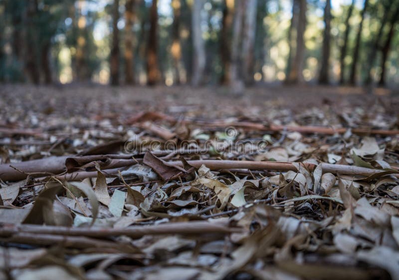 Autumn Leaves in Forest Soil Stock Photo - Image of branch, park: 179470972
