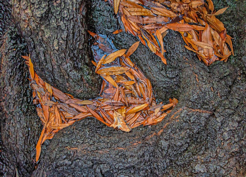 Autumn Leaves in Forest on Tree Trunk Stock Photo - Image of bright ...