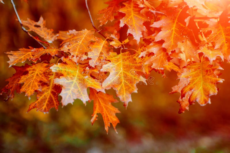 Autumn Leaves on the Forrest Trees. Natural Background Stock Image ...