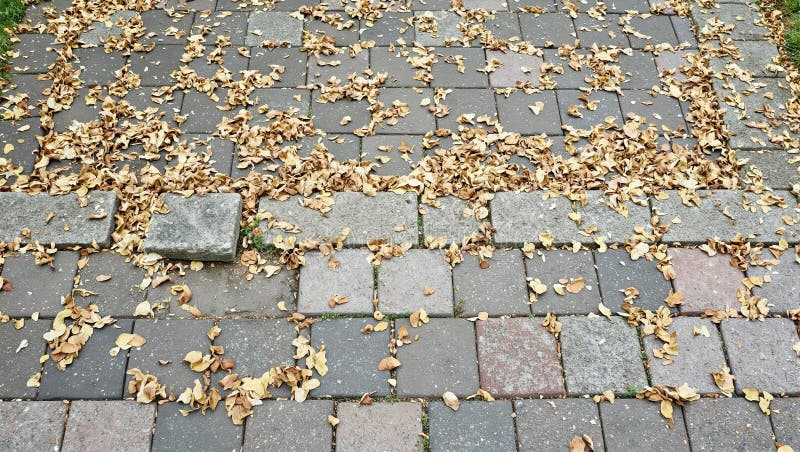 Autumn Leaves on Garden Path Intertwining with Stones Stock ...