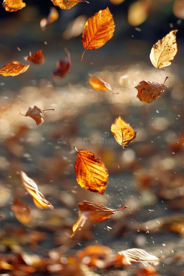 Autumn Leaves Gently Falling through the Air in a Serene Forest Stock ...