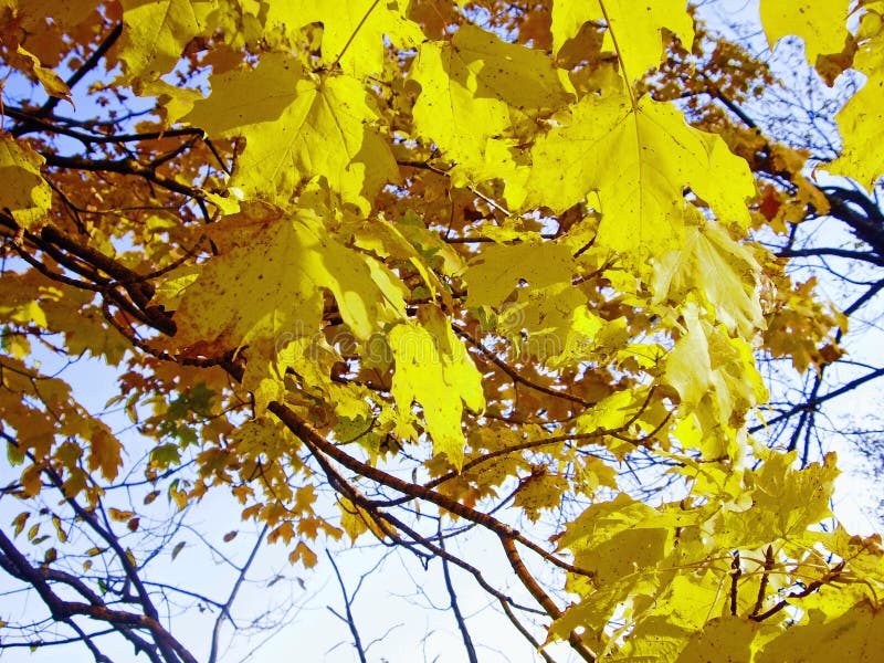 Autumn Leaves Gently Falling Stock Photo - Image of foliage, chilly ...