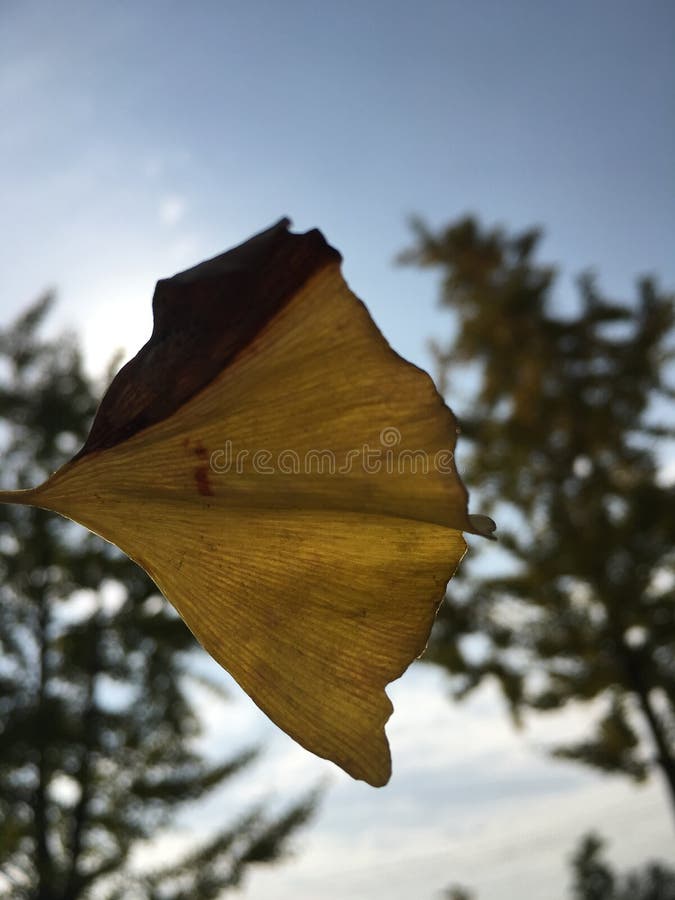 Autumn Leaves Ginkgo Biloba Stock Photo - Image of white, biloba: 138214576