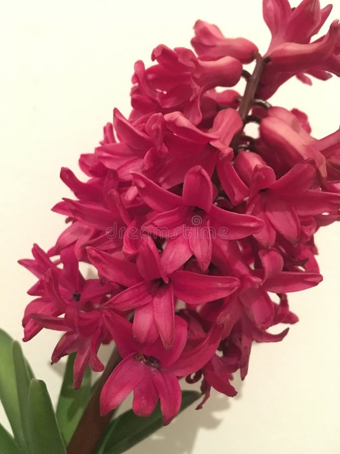 Autumn Leaves Ginkgo Biloba Stock Image - Image of biloba, ginkgo ...