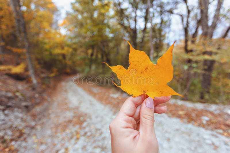 Autumn Leaves in Girl Hands Stock Photo - Image of canada, colors ...
