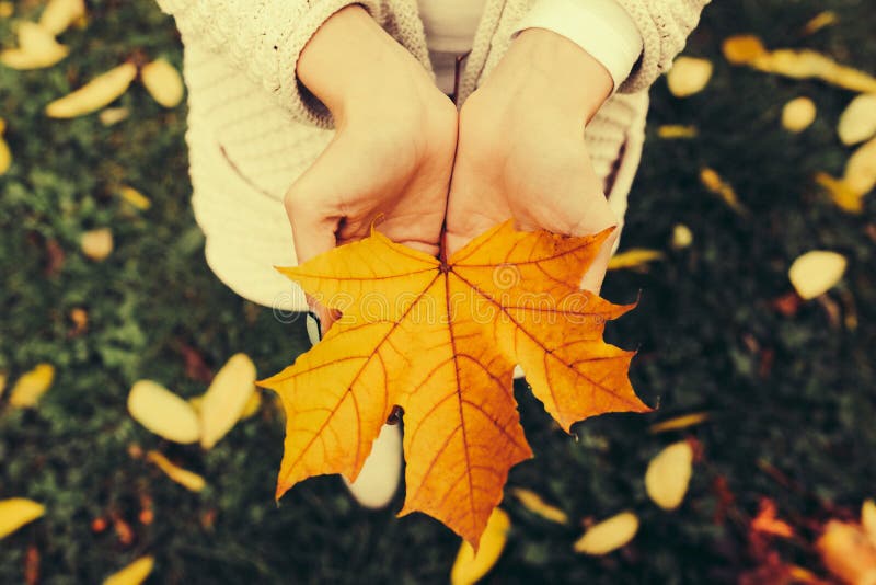 Autumn Leaves in Girl Hands Stock Image - Image of gram, insta: 59633083