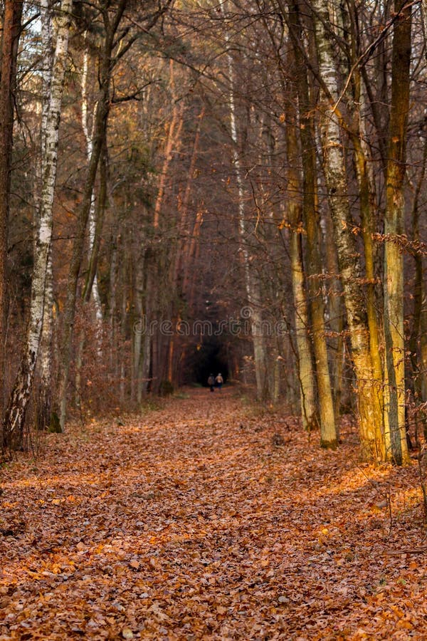 Autumn Leaves Going into the Dark Forest. Deep Dark Forest Stock Image ...